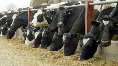 AIC | FAQs: Bovine Spongiform Encephalopathy (BSE) - what is it and how ...