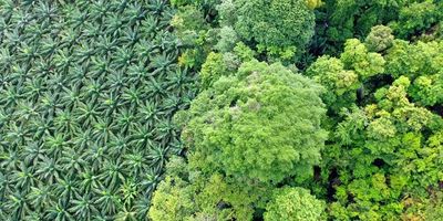 AIC | FAQs: UK Forest Risk Commodity Regulation (UKFRC) and EU ...