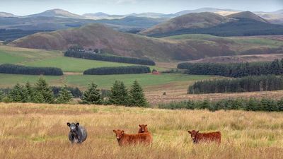 AIC | Scotland's Agricultural Census reveals livestock, land use and ...
