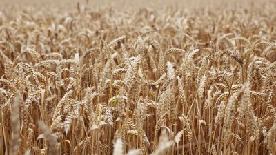 AIC | Combinable Crops